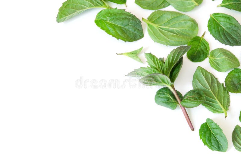 Turkish Mint Leafs on White Background. Stock Photo - Image of flora ...