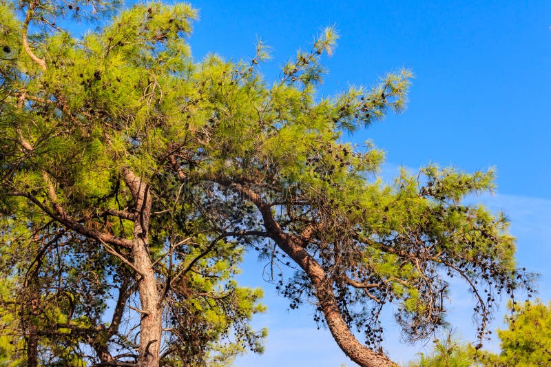 Turkish Pine Tree (Pinus Brutia) Against Blue Sky Stock Image - Image ...