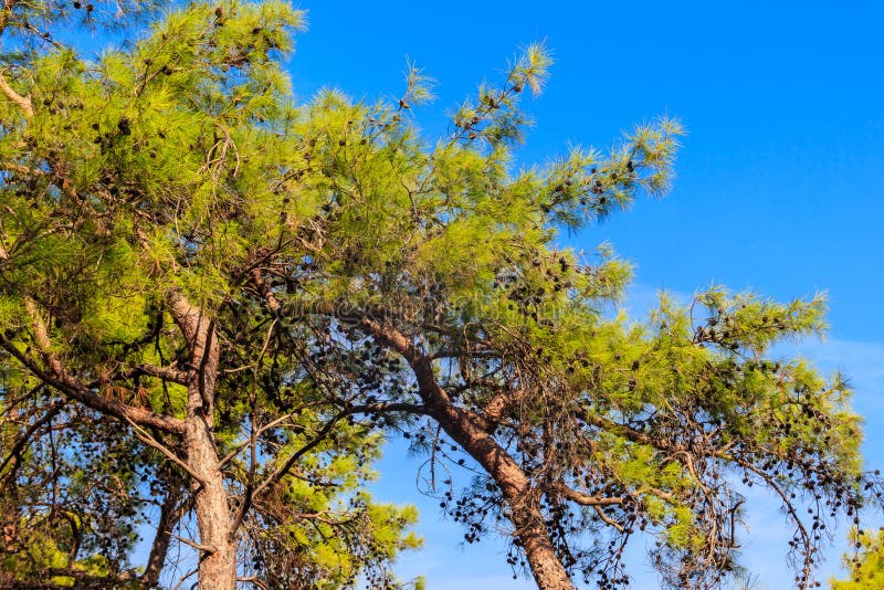 Turkish Pine Tree (Pinus Brutia) Stock Image - Image of forest, green ...