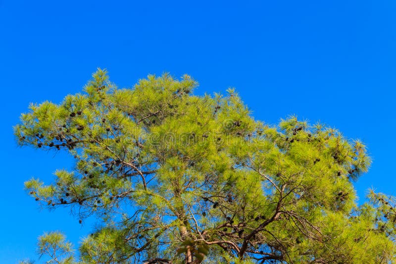 Turkish Pine Tree (Pinus Brutia) Stock Image - Image of closeup, nature ...