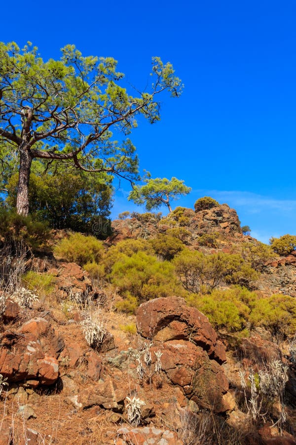 Turkish Pine Tree Pinus Brutia on Hill Stock Image - Image of scene ...