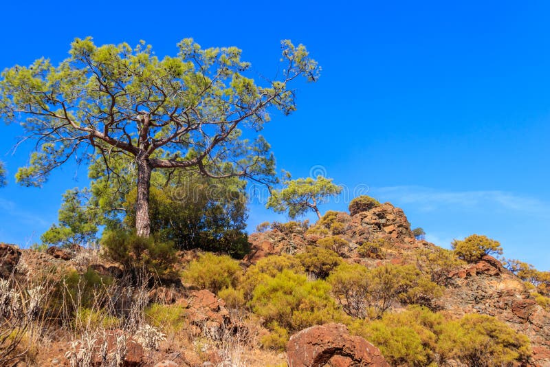 Turkish Pine Tree (Pinus Brutia) on Hill Stock Photo - Image of ...