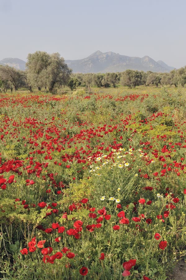 Turkish Poppy Field and Olive Grove Stock Photo - Image of grove ...