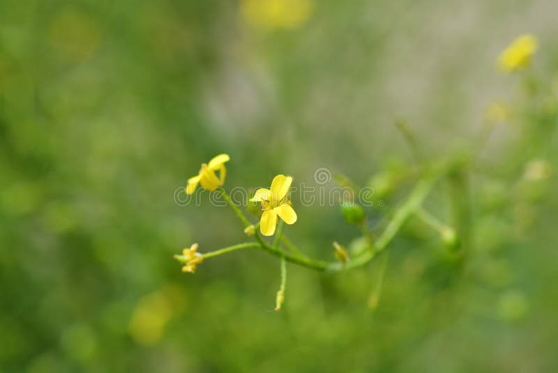 Turkish rocket stock image. Image of bunias, nature - 278442409