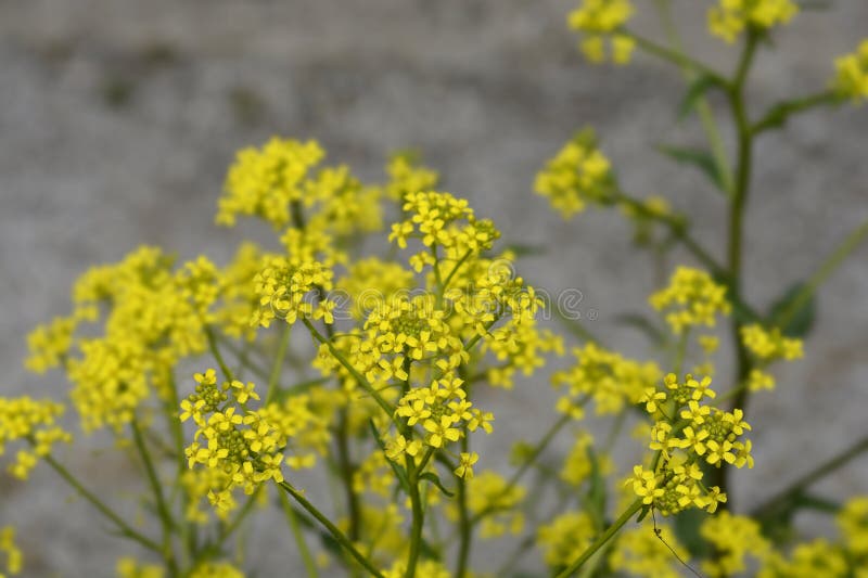 Turkish rocket stock photo. Image of orientalis, outdoors - 289342020