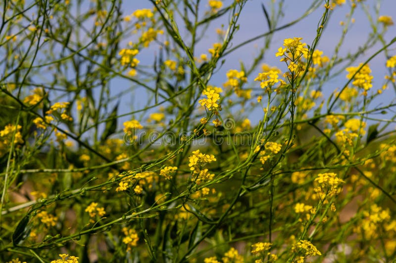 Turkish Rocket Flowers - Latin Name - Bunias Orientalis Stock Image ...
