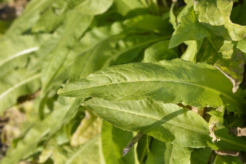 Turkish rocket stock image. Image of green, hill, mustard - 351019577