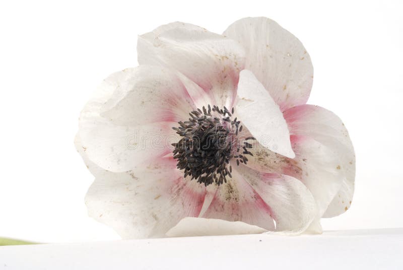 Turkish Rose Picture. Image: 4515245