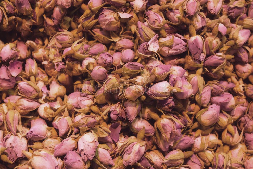 Turkish rose stock photo. Image of petal, organic, breakfast - 248548314