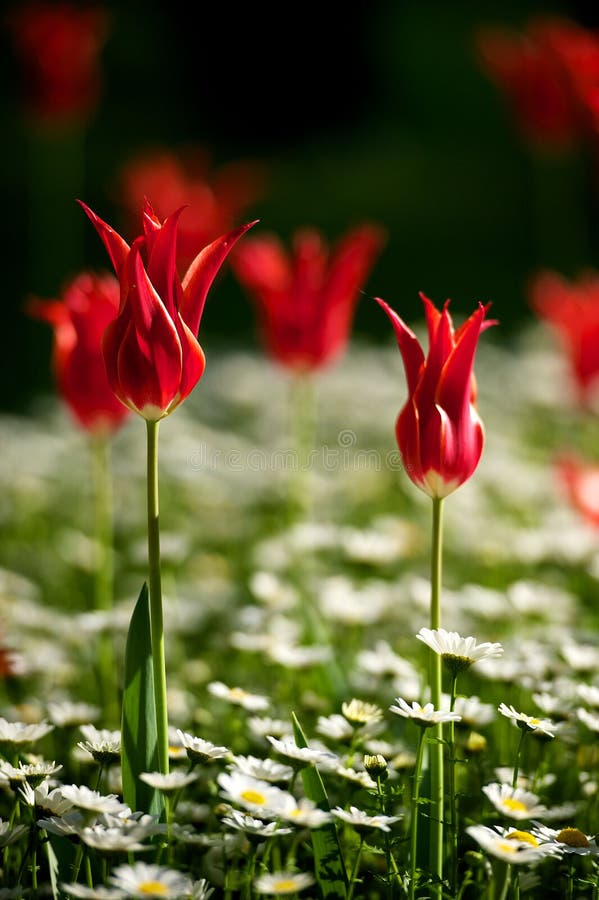 Turkish tulip stock image. Image of yellow, flowers, type - 24652805