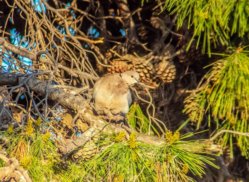 Turkish Turtle Dove, Birds, on a Tree Branch Stock Photo - Image of ...