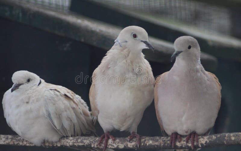 Turkish Turtle doves stock photo. Image of garden, enclosure - 90391804