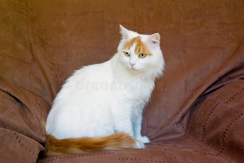 Turkish Van adult cat stock photo. Image of breed, tabby - 7865658