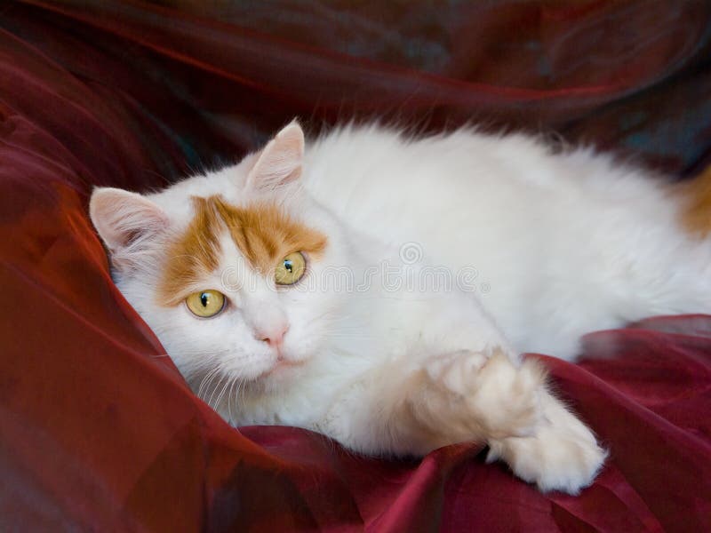 Turkish Van Type Cat Resting Stock Image - Image of color, domesticate ...