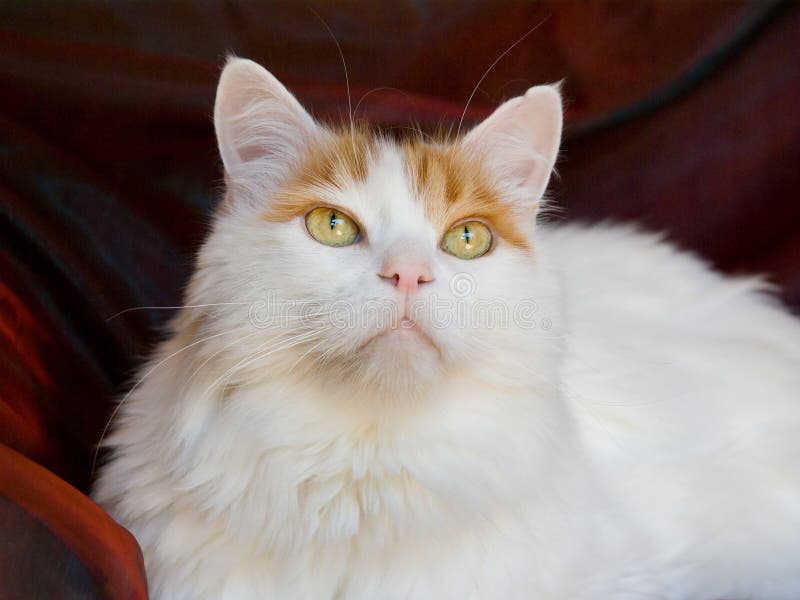 Turkish van cat stock photo. Image of closeup, golden - 7842378