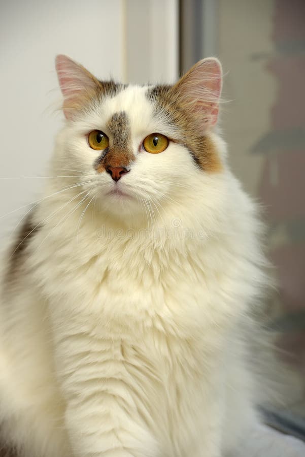 Turkish Van cat breed stock image. Image of home, domestic - 128644633