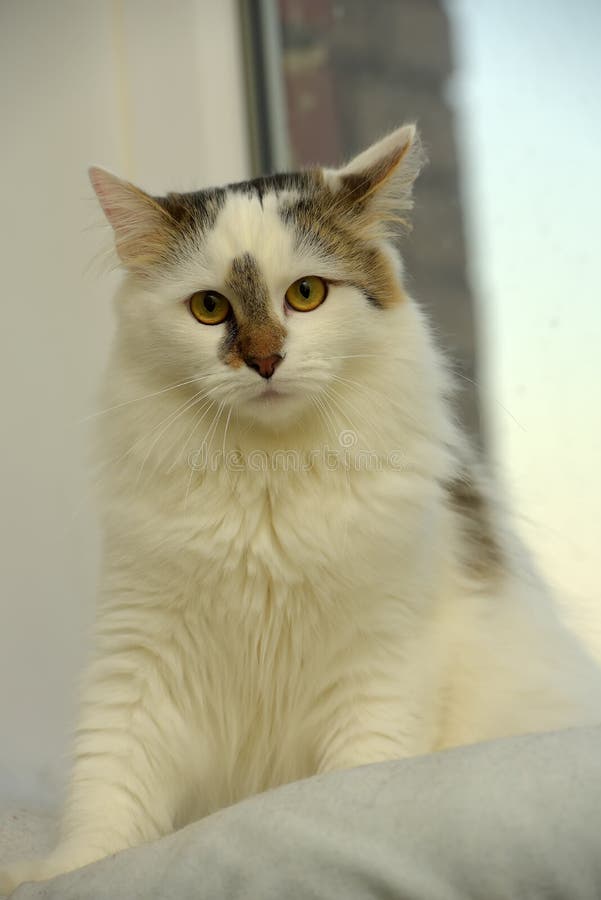 432 Turkish Brown Cat Stock Photos - Free & Royalty-Free Stock Photos ...