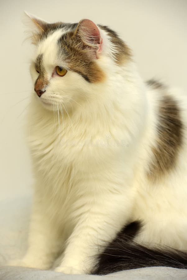 584 Turkish Van Cat Stock Photos - Free & Royalty-Free Stock Photos ...