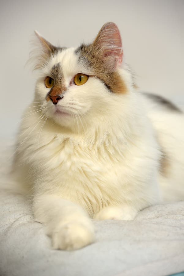Calico Turkish Van