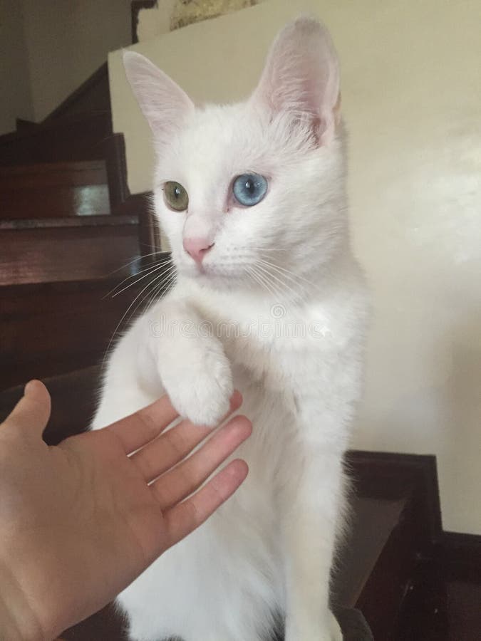 Turkish Van Cat stock photo. Image of rare, turkish, breed - 61646228