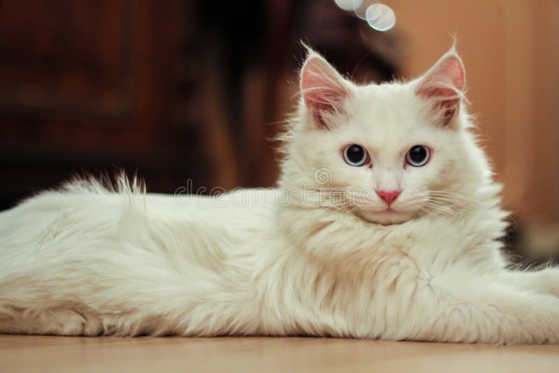 Turkisk angorakat arkivfoto. Bild av pott, vitt, katt - 131232892