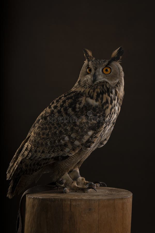 145 Side Profile Brown Owl Stock Photos - Free & Royalty-Free Stock ...