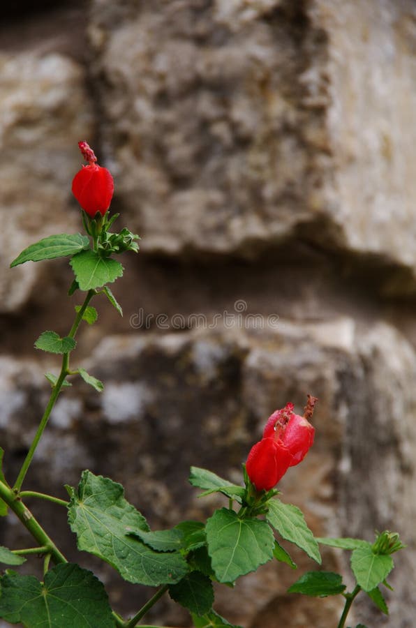 Turks cap and wall stock image. Image of blossoms, wall - 262219469