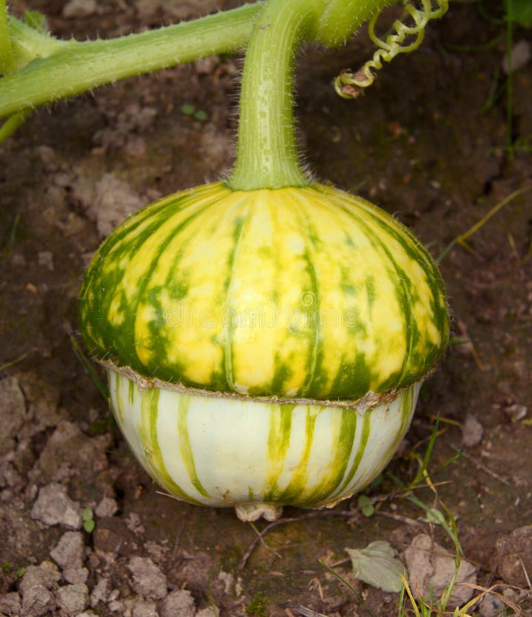 Turks Turban Squash stock image. Image of garden, gourd - 61037979