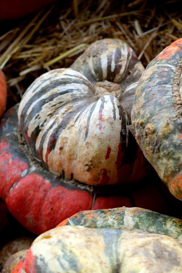 Turks Turban Squash stock image. Image of garden, gourd - 61037979
