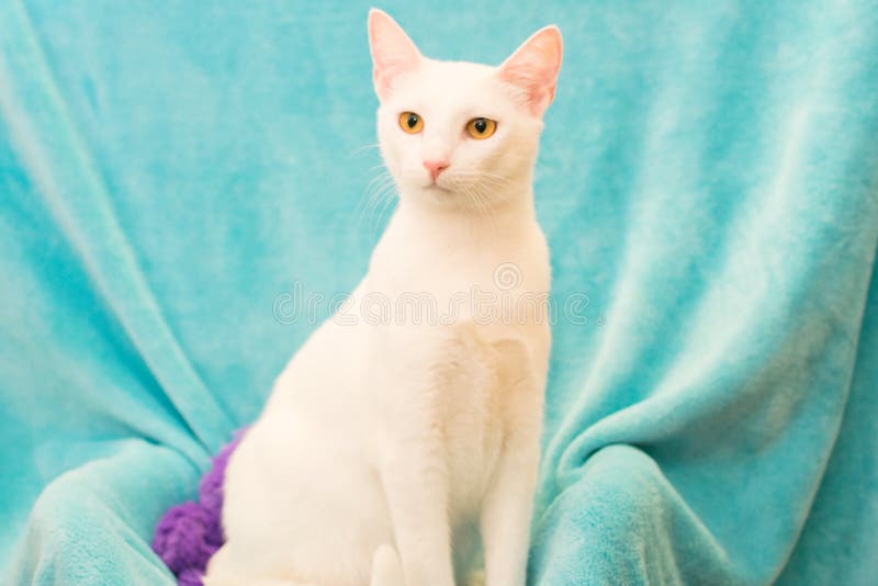 Turkse Angora Kat Met Blauwe Ogen Stock Foto - Image of turks, pluizig ...