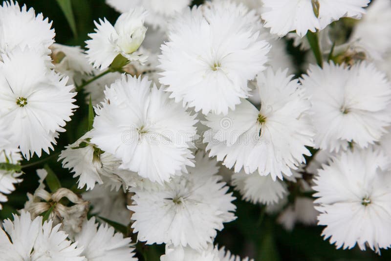 Turkse anjer witte bloemen stock afbeelding. Image of gekleurd - 41118835
