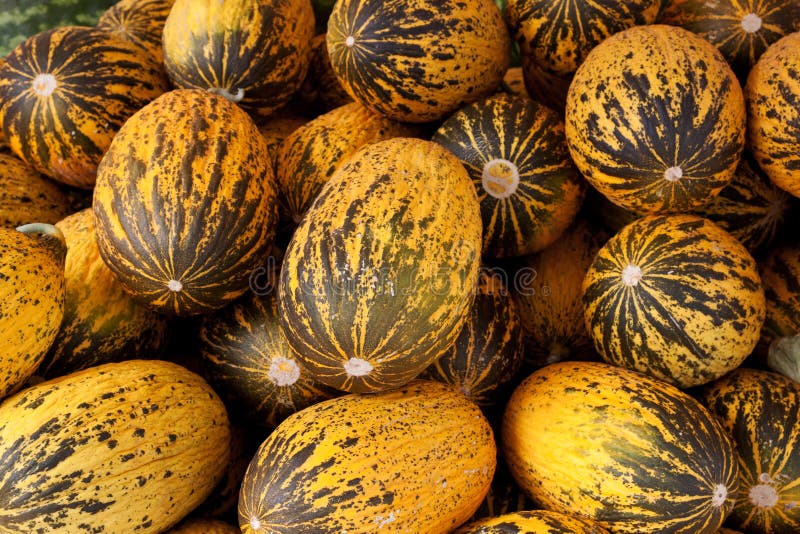 Zoete meloen stock afbeelding. Image of geel, water, stapel - 12242625