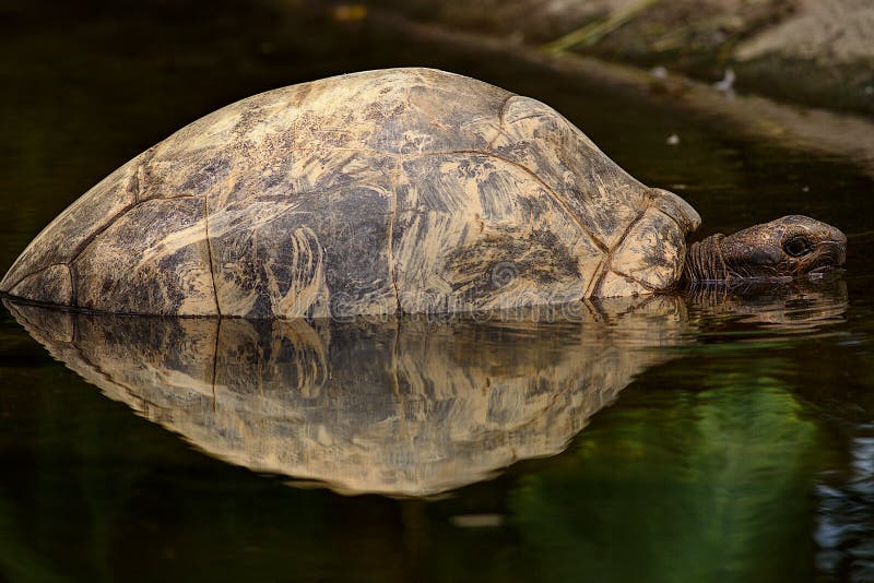 Big sea turle underwater stock photo. Image of closeup - 28259746