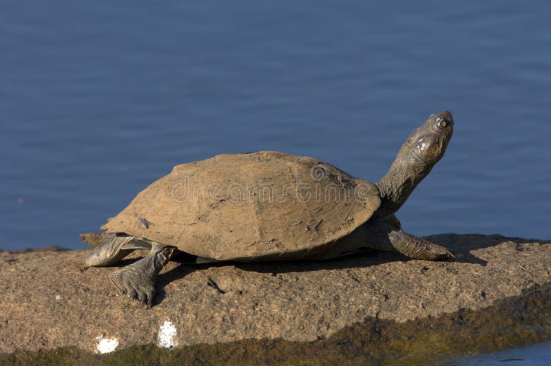 Turlte Picture. Image: 4762227