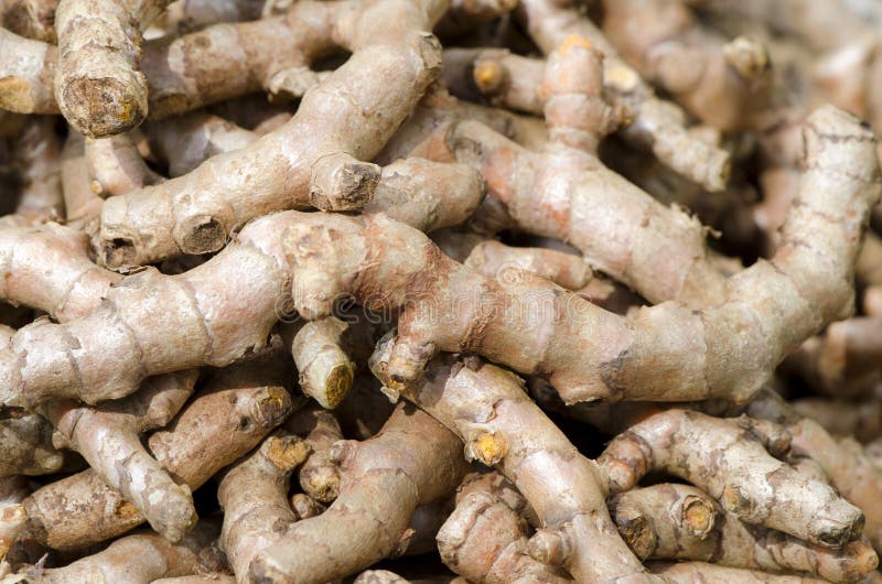 Turmaric (Curcuma Longa L. ) Stock Photo - Image of food, fresh: 40151986