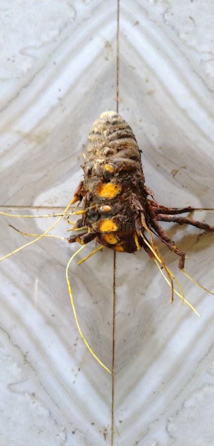 Turmeric corm stock photo. Image of turmeric, corm, root - 182443408