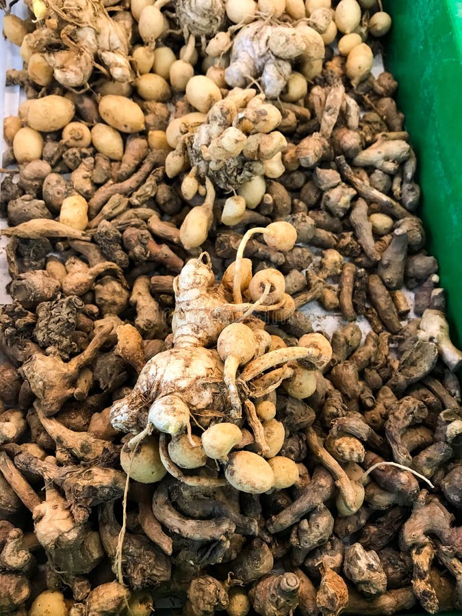 Turmeric & X28;Curcuma Longa Linn& X29; Rhizome or Kunyit or Kunir for ...