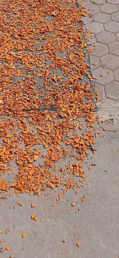 Turmeric drying process stock image. Image of process - 252666653