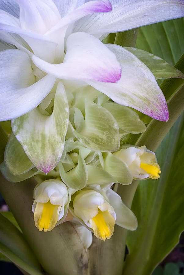 Turmeric Flower (Curcuma Longa) Stock Photo - Image of oriental, spicy ...