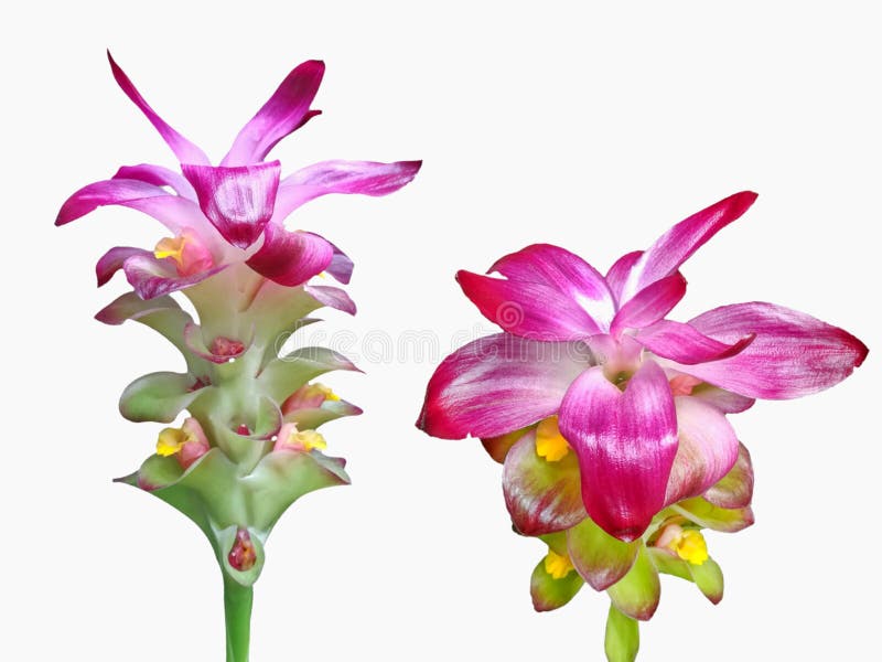 Turmeric Flower Isolated on White Stock Image - Image of color ...