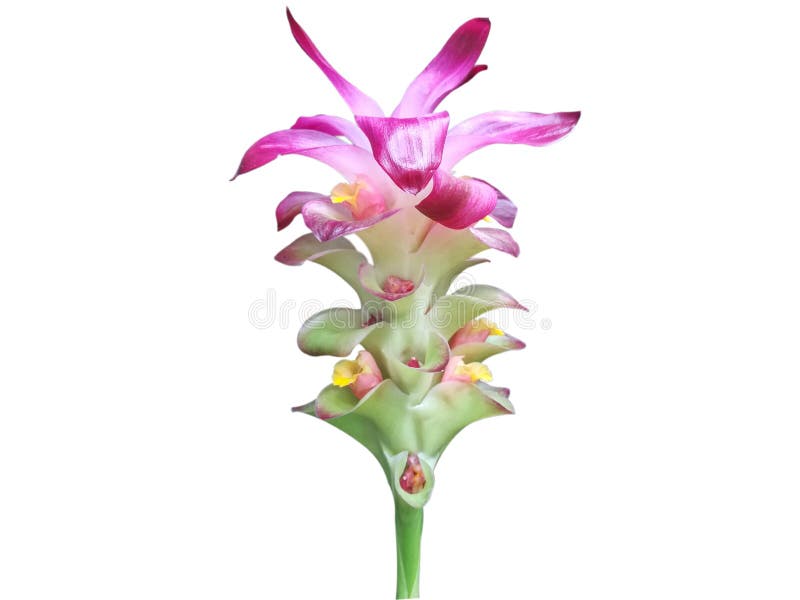 Purple Turmeric Flower on Plant Stock Photo - Image of beauty, ginger ...