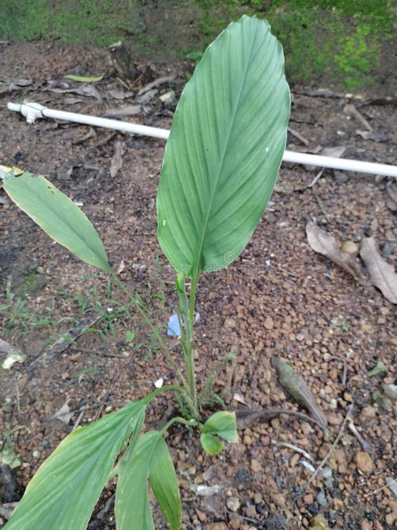 Turmeric leaf stock image. Image of medicinal, leaf - 255534611