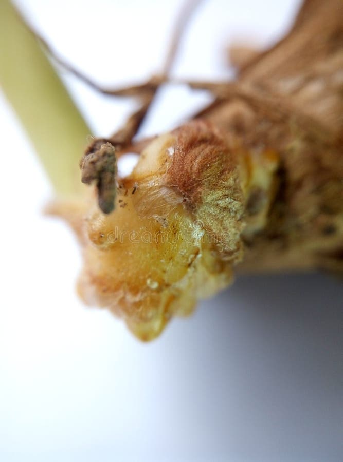 Turmeric stock photo. Image of shoot, leaf, leeks, macro - 85425852
