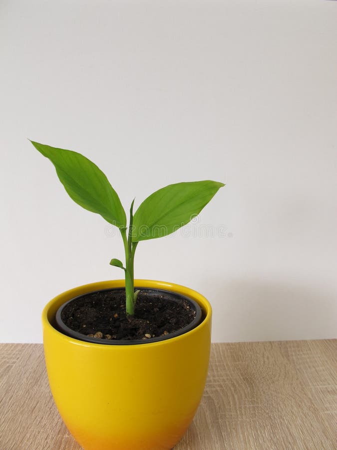 Turmeric Plant in Flower Pot Stock Image - Image of decoration, plant ...