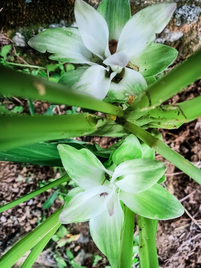 Turmeric Plant Flower Taken from High Angle Stock Image - Image of ...
