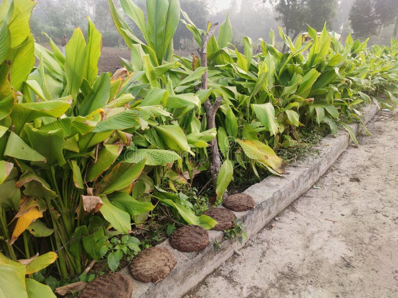 Turmeric plant stock image. Image of health, fresh, botany - 268364251