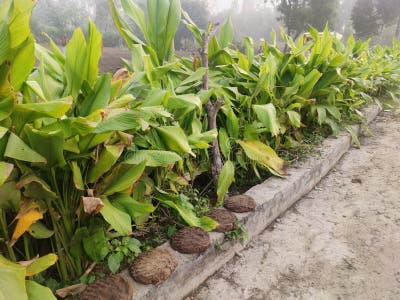 Turmeric plant stock image. Image of health, fresh, botany - 268364251