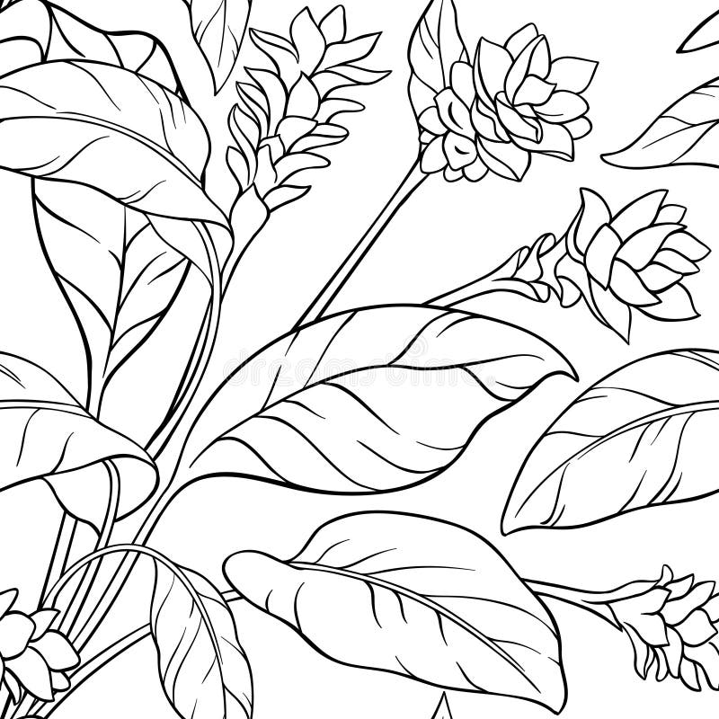 Turmeric Pattern Stock Illustrations – 9,674 Turmeric Pattern Stock ...