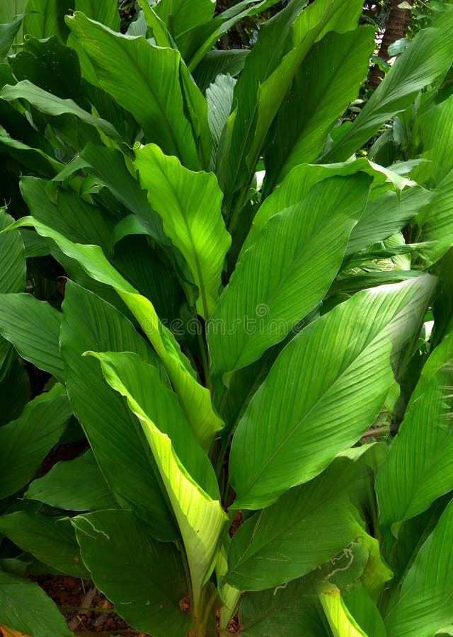 Turmeric plant stock photo. Image of natural, leaf, landscape - 99748594