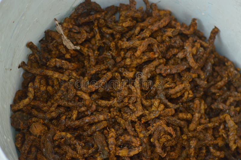 Turmeric processing stock photo. Image of bunch, vegitable - 180186546